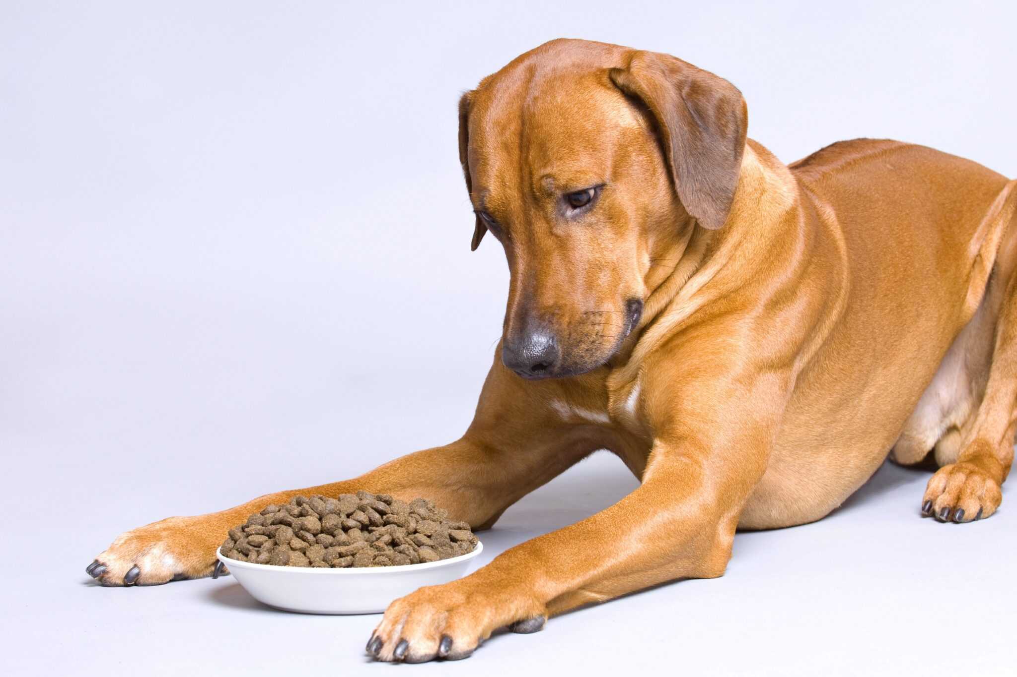 How Much to Feed a Rhodesian Ridgeback