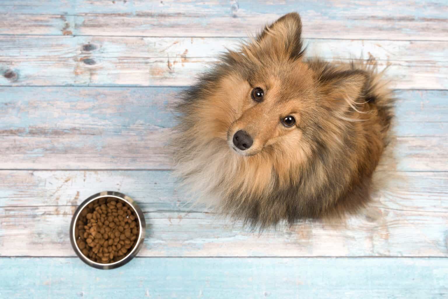 How Much to Feed a Shetland Sheepdog