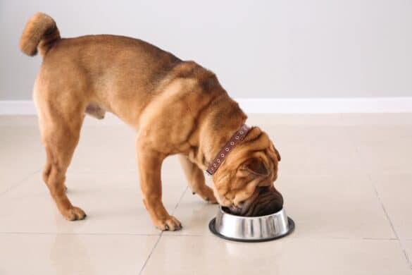 How Much to Feed a Pug (Feeding Chart & Guide)