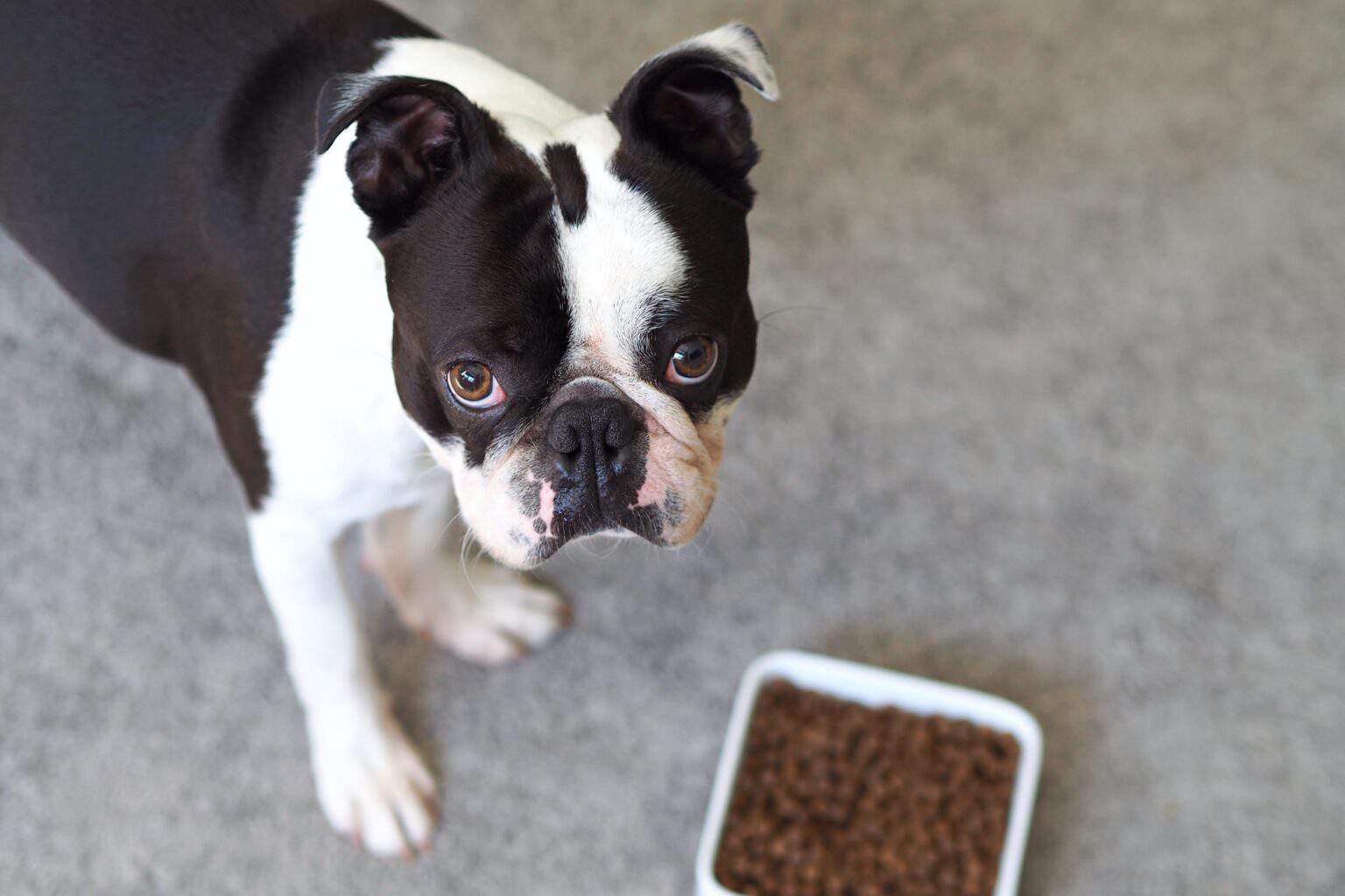 How Much to Feed a Boston Terrier (Feeding Chart & Guide)