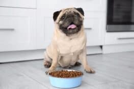 How Much to Feed a Pug (Feeding Chart & Guide)