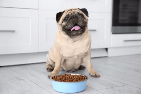 How Much to Feed a Pug (Feeding Chart & Guide)