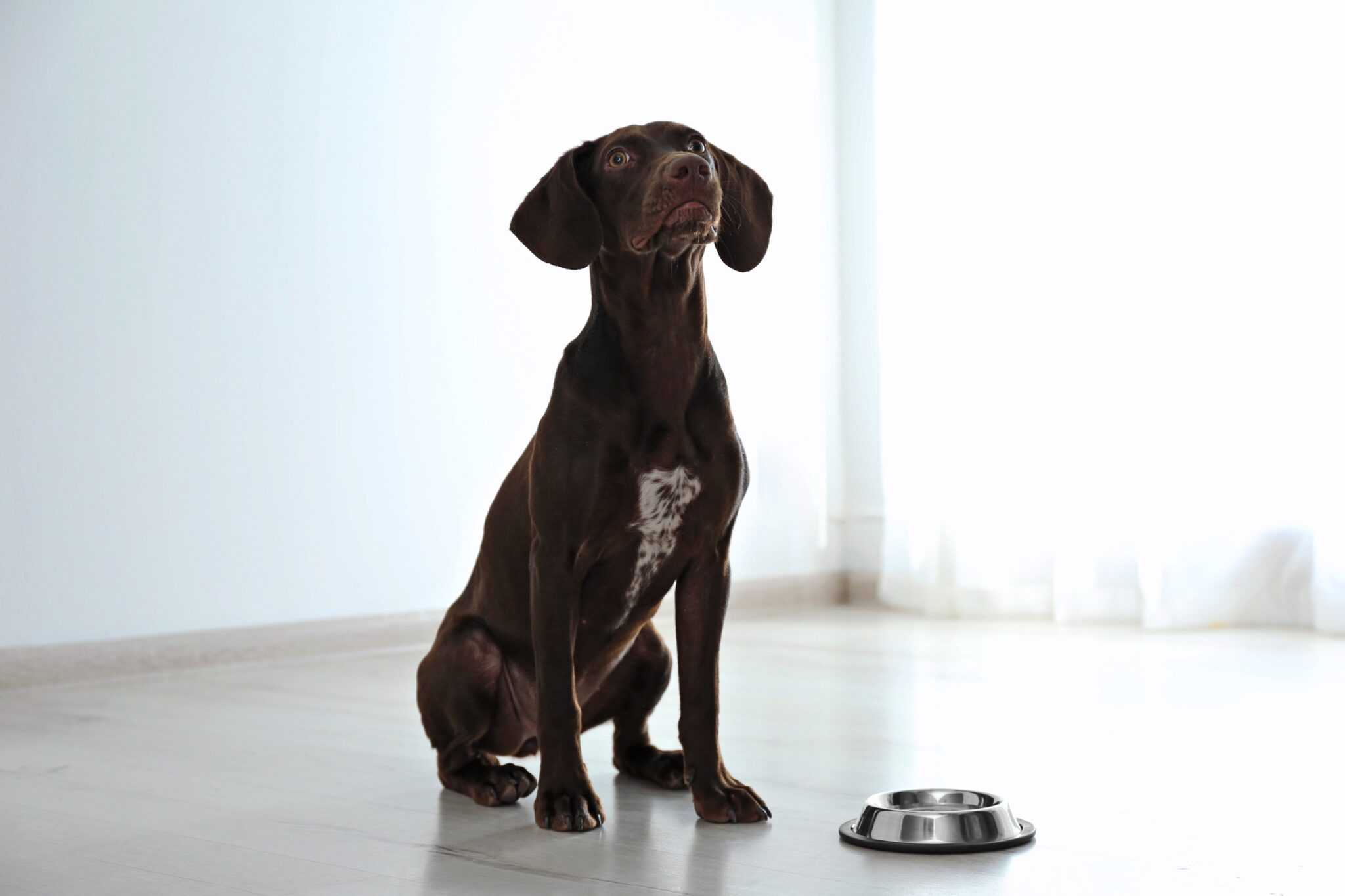 How Much to Feed a German Shorthaired Pointer