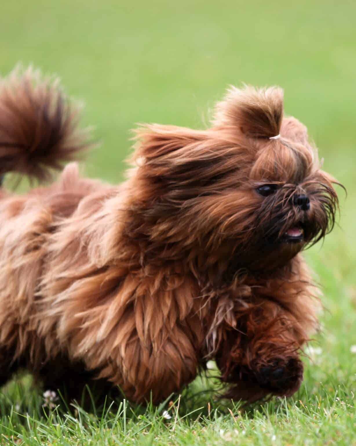 20 Shih Tzu Colors and Markings Explained