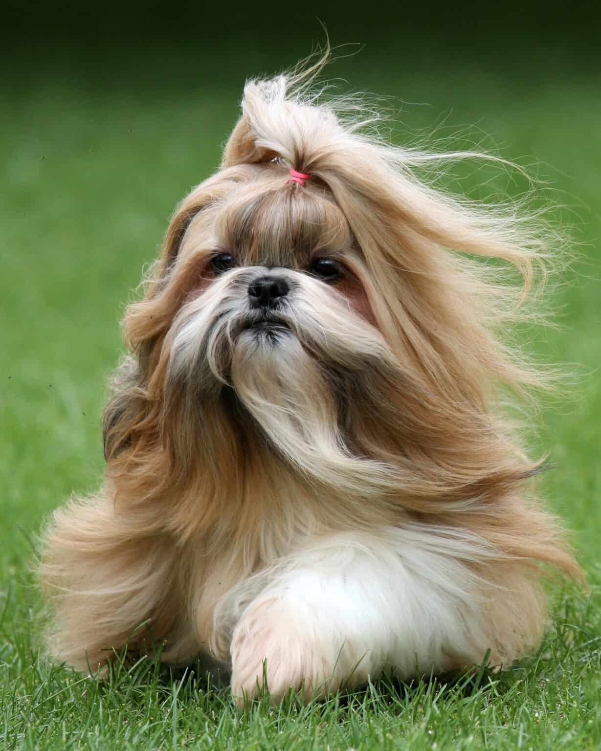 20 Shih Tzu Colors and Markings Explained