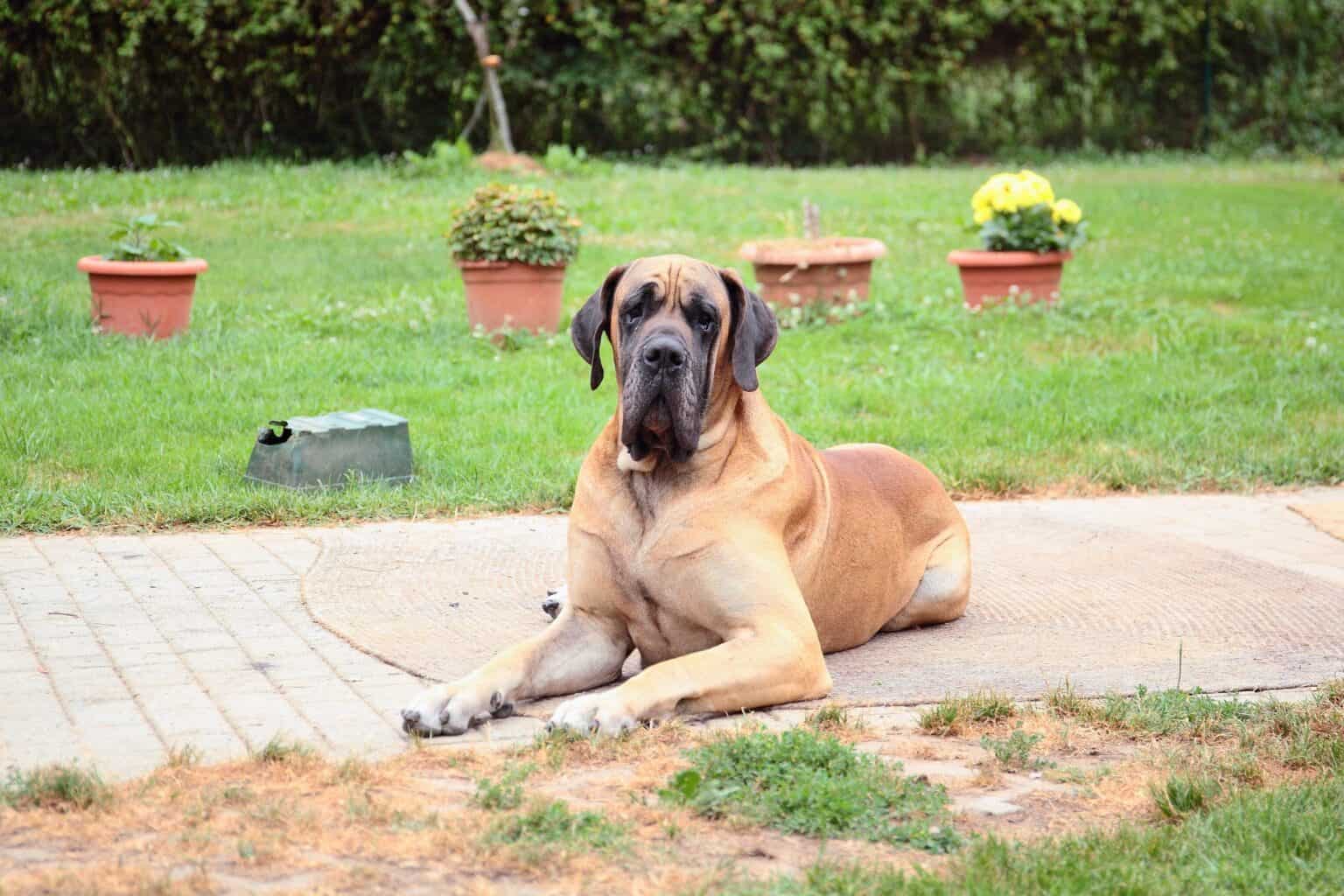 How Much to Feed a Great Dane (Feeding Chart & Guide)