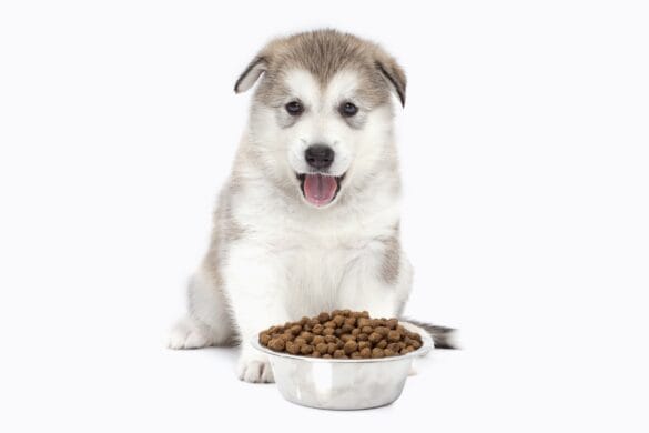 How Much to Feed a Cockapoo (Feeding Chart & Guide)