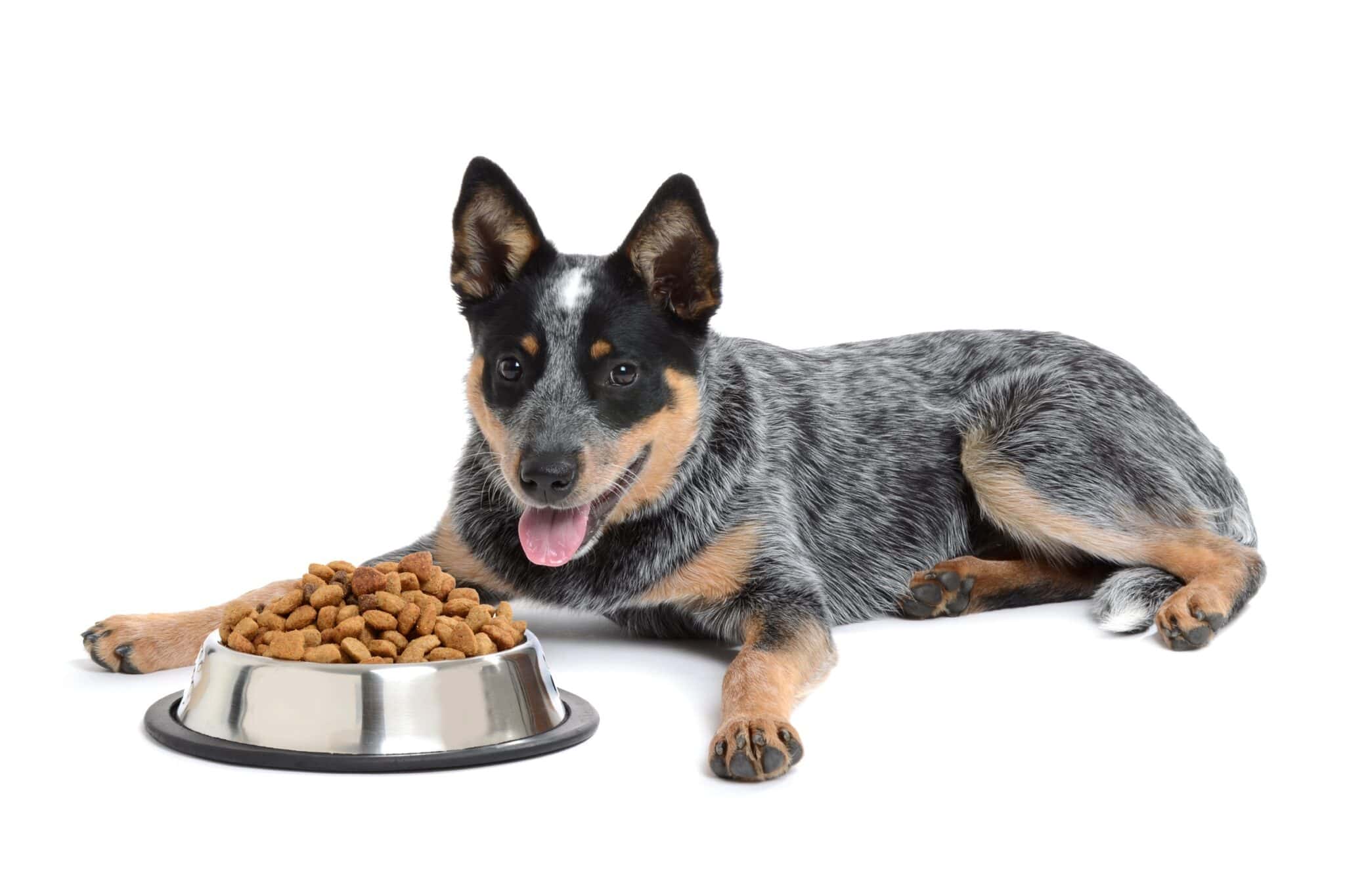 How Much to Feed a Blue Heeler (Feeding Chart & Guide)