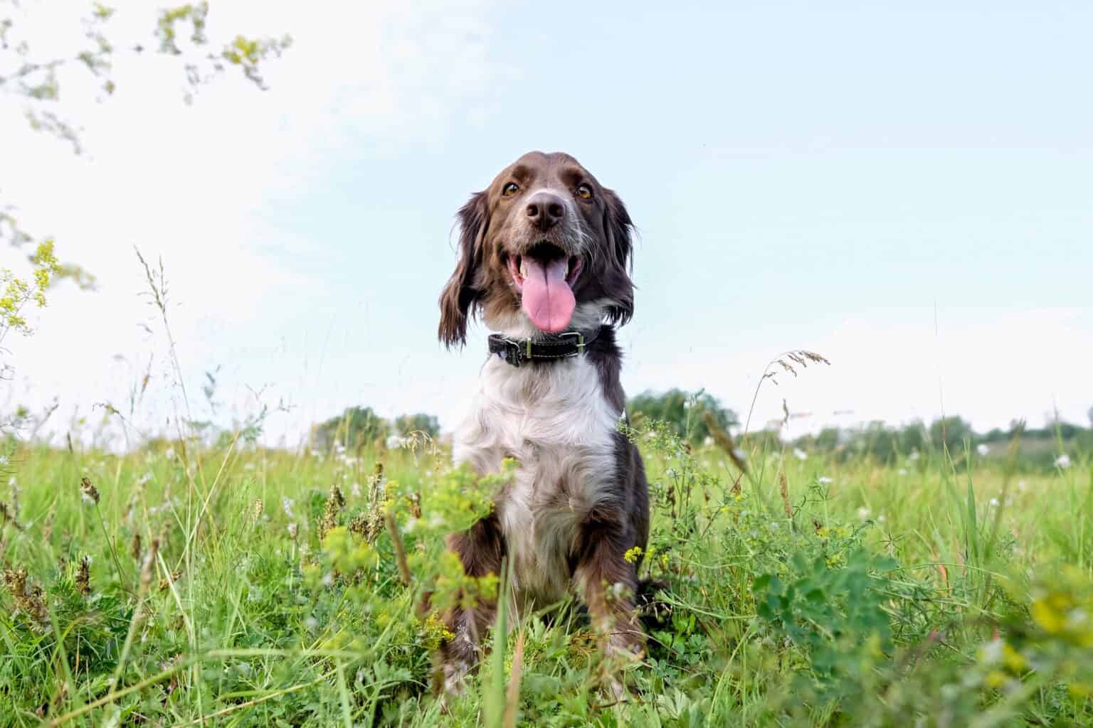 How Much to Feed a Brittany Spaniel (Feeding Chart & Guide)