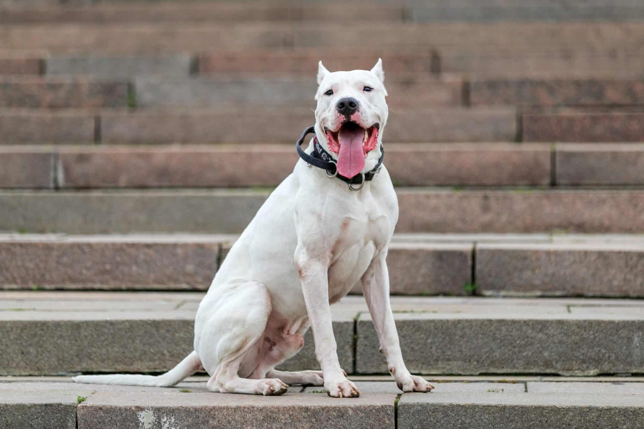How Much to Feed a Dogo Argentino: A Complete Guide