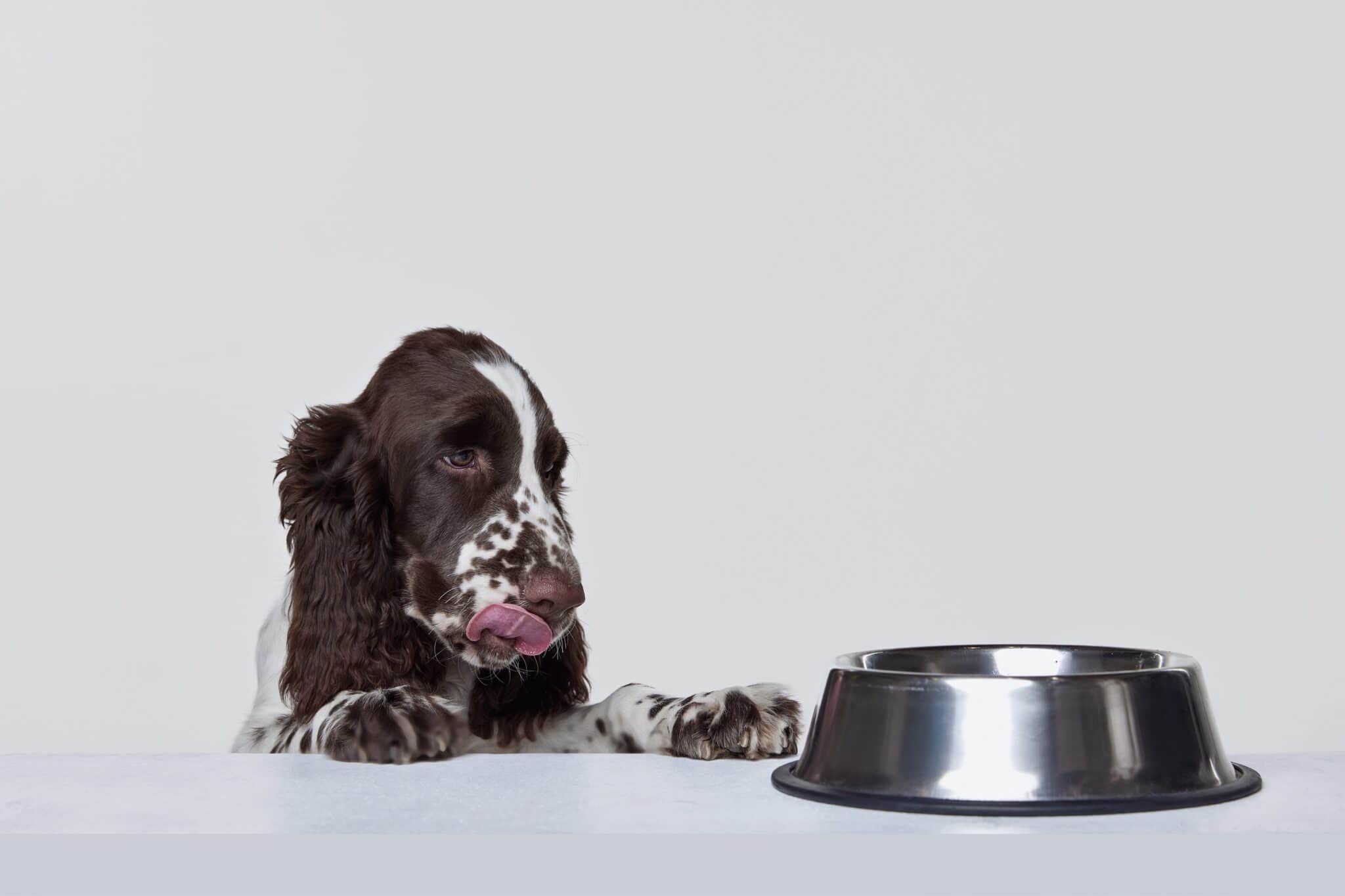 How Much to Feed an English Springer Spaniel