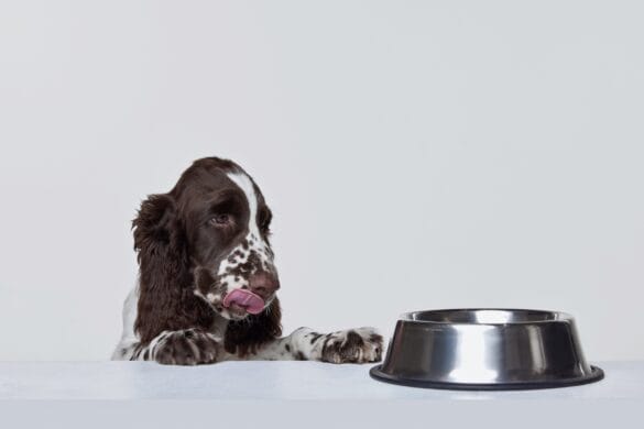 How Much to Feed a Cockapoo (Feeding Chart & Guide)