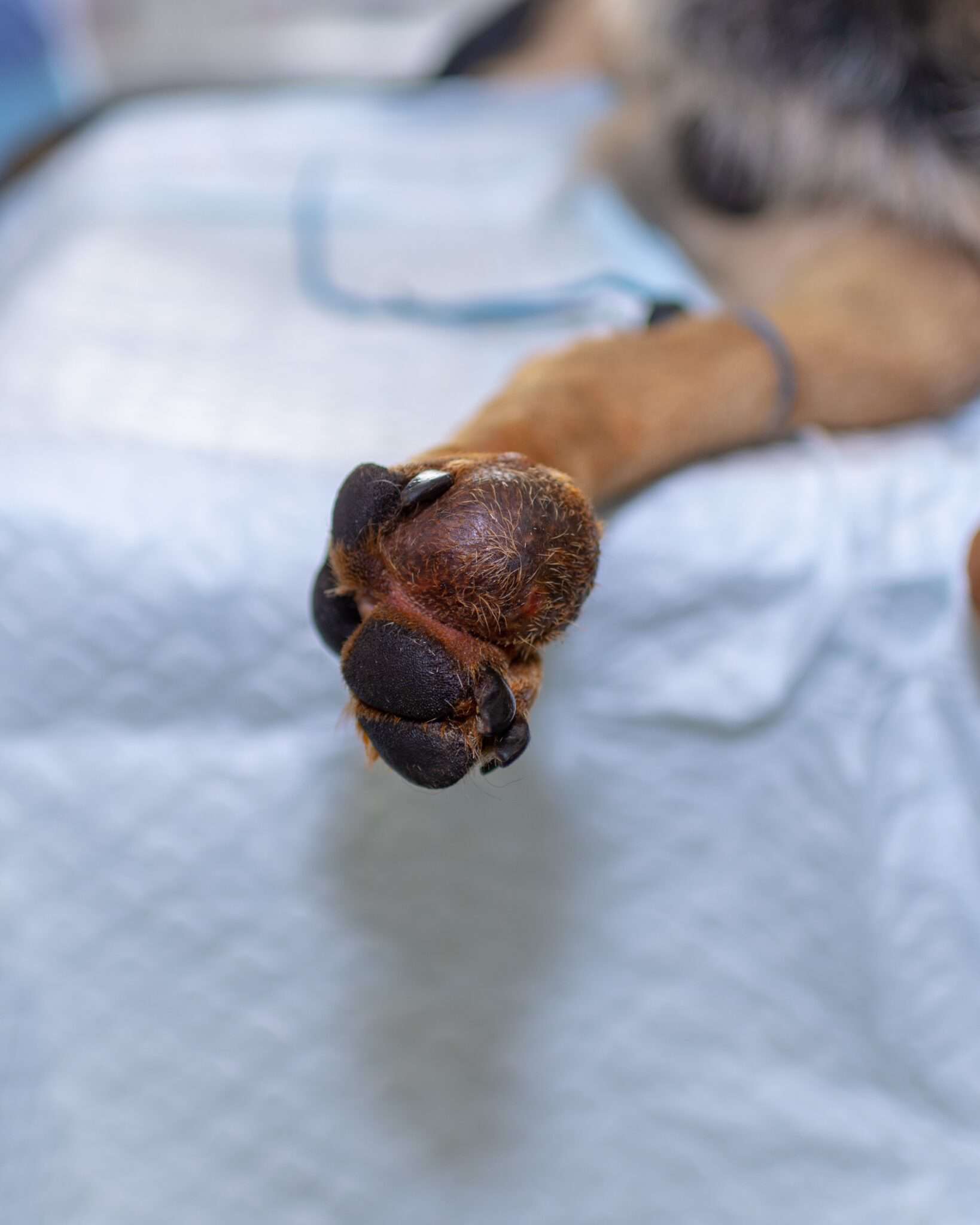 24 Pictures of Dog Tumors, Cancer Lumps, Cysts & Warts