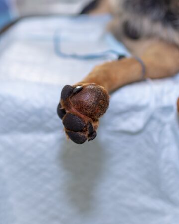 24 Pictures of Dog Tumors, Cancer Lumps, Cysts & Warts
