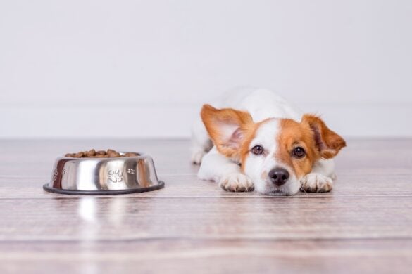 How Much to Feed a Cockapoo (Feeding Chart & Guide)