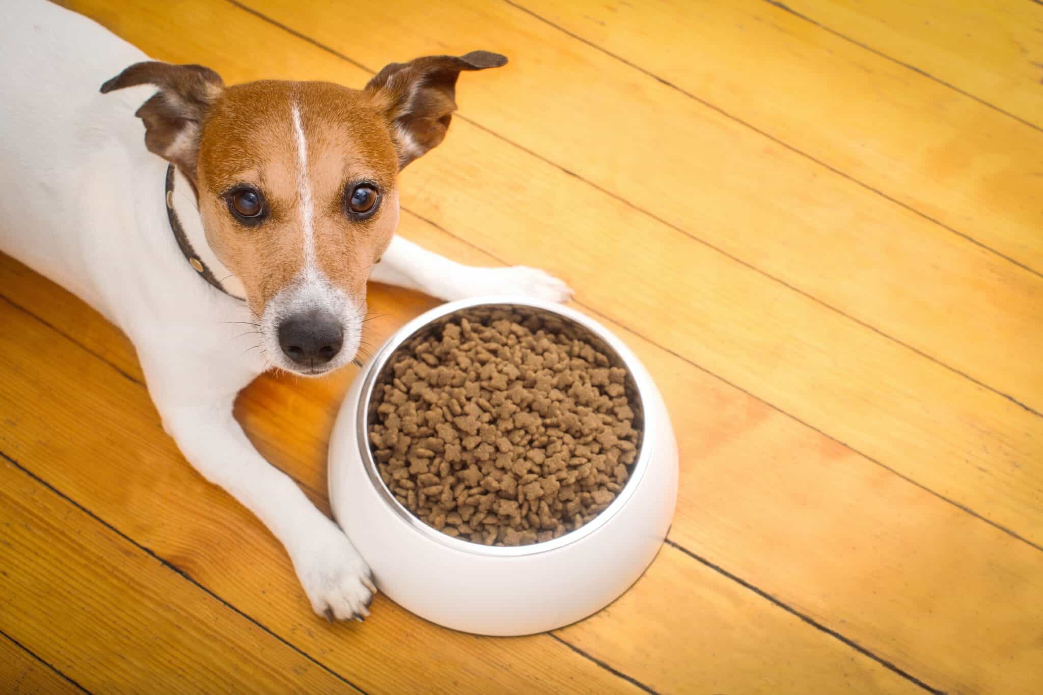 How Much to Feed a Jack Russell Terrier
