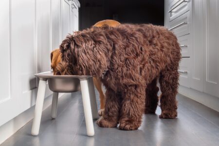 How Much to Feed a Labradoodle (Feeding Chart & Guide)