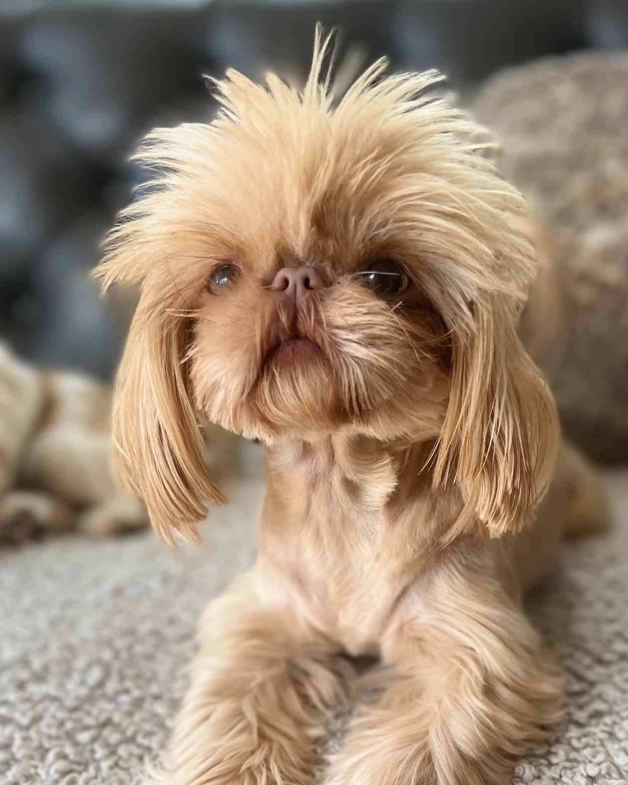 20 Shih Tzu Colors and Markings Explained