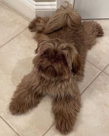 20 Shih Tzu Colors and Markings Explained