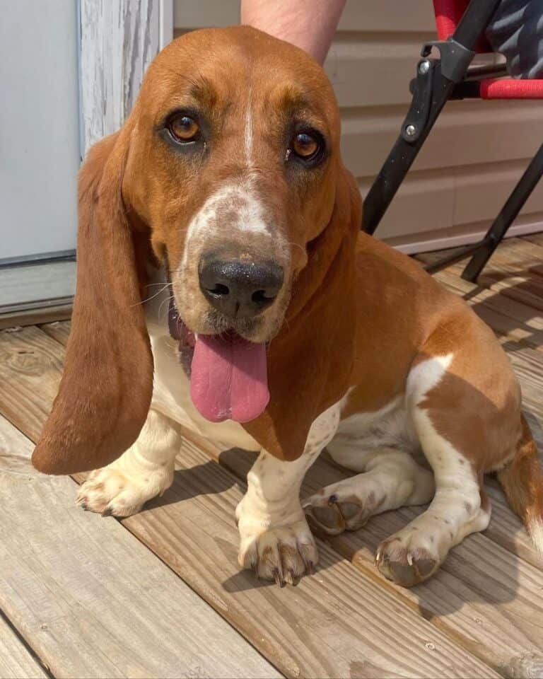 25 Basset Hound Colors & Markings (With Pictures)