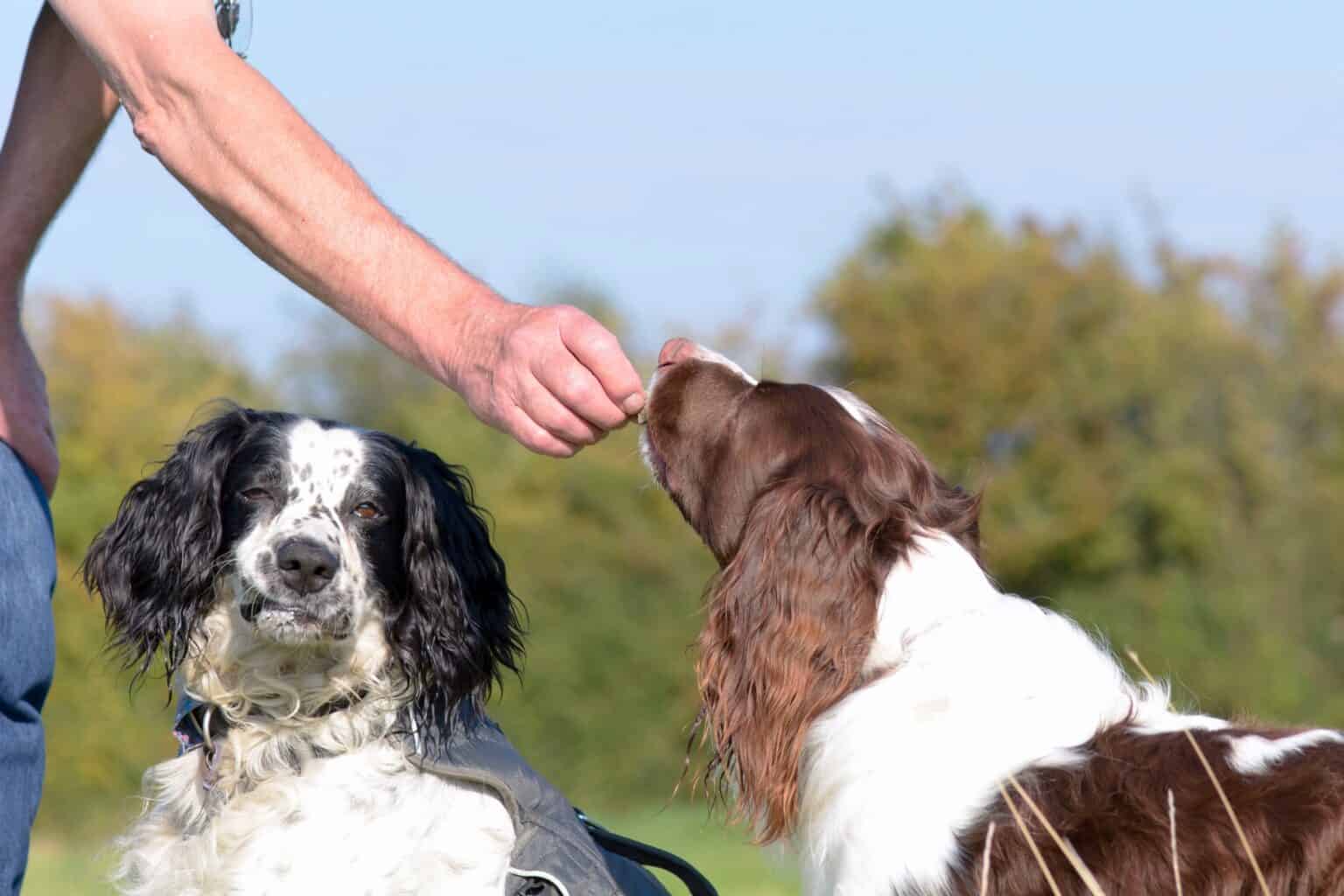 How Much to Feed an English Springer Spaniel