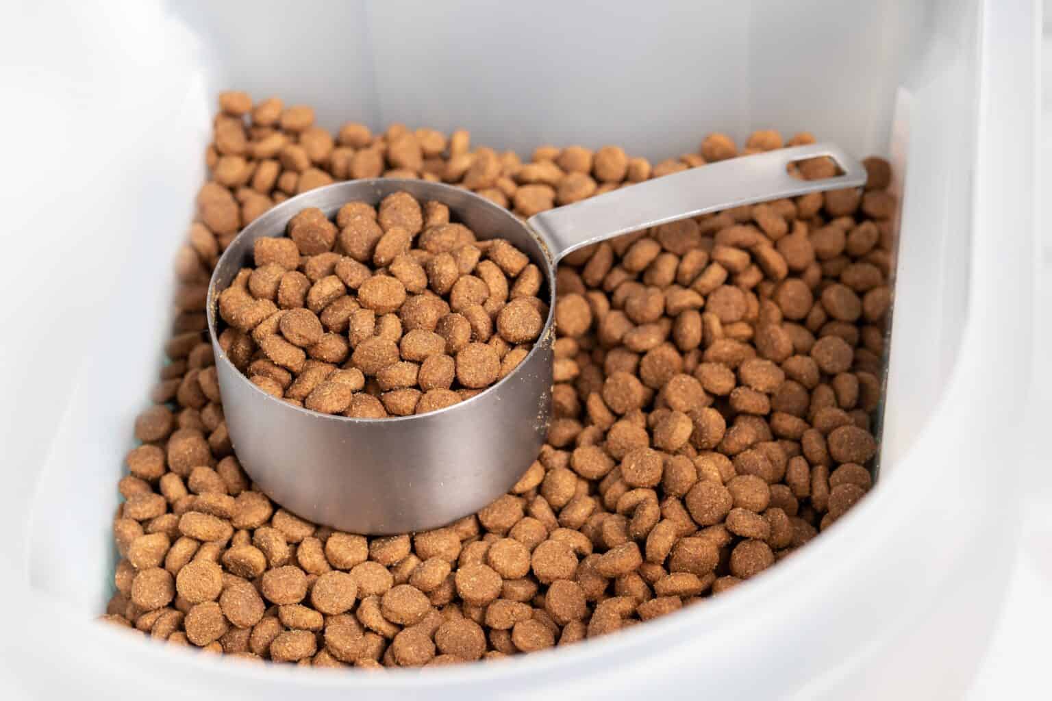 How Much to Feed a Cavapoo (Feeding Chart & Guide)