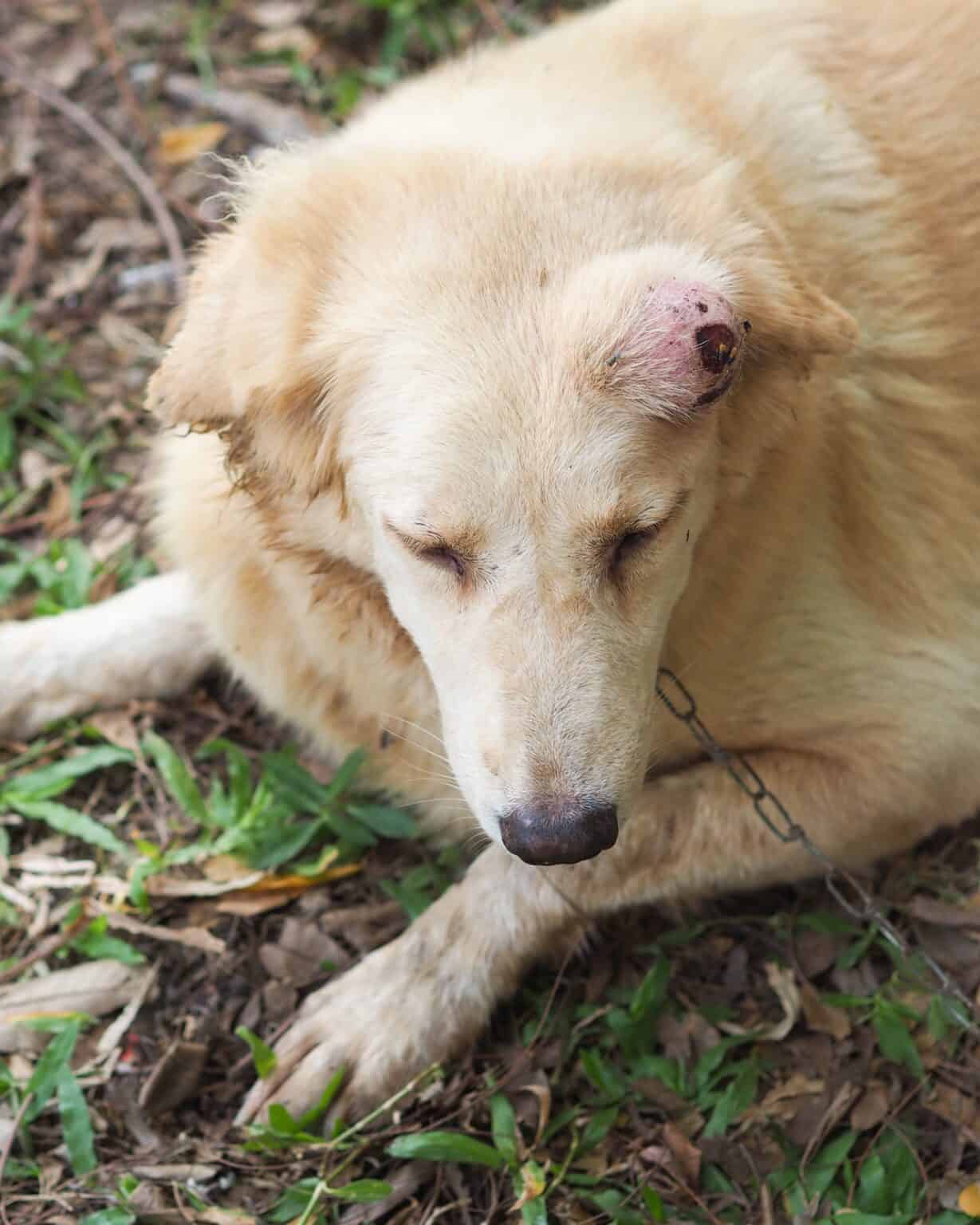 24 Pictures of Dog Tumors, Cancer Lumps, Cysts & Warts