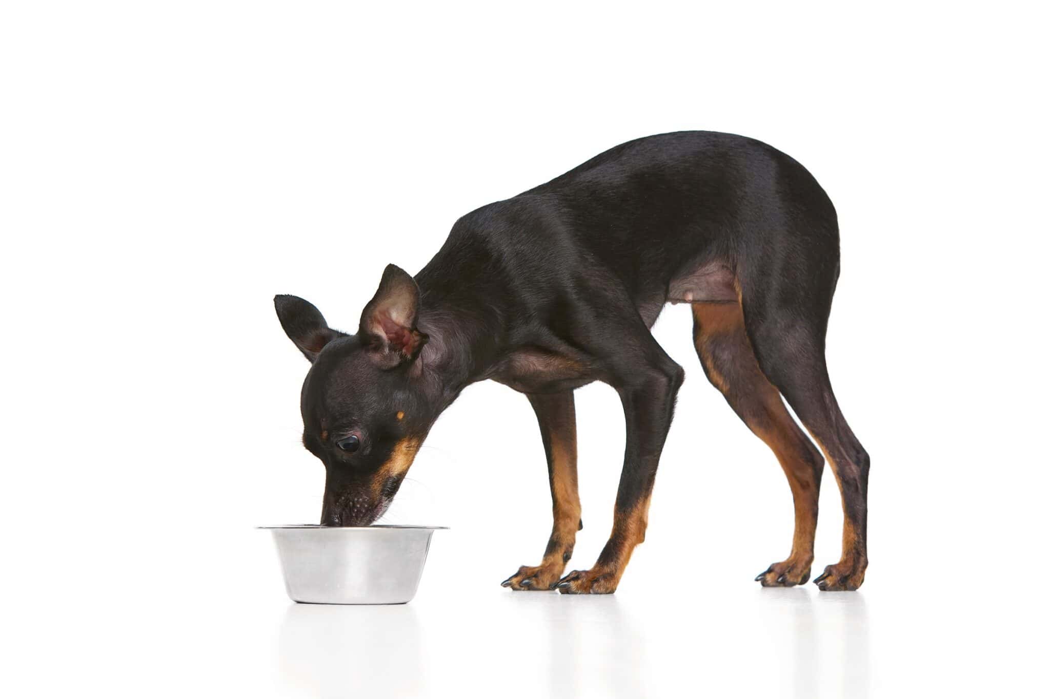 How Much to Feed a Miniature Pinscher: A Complete Guide