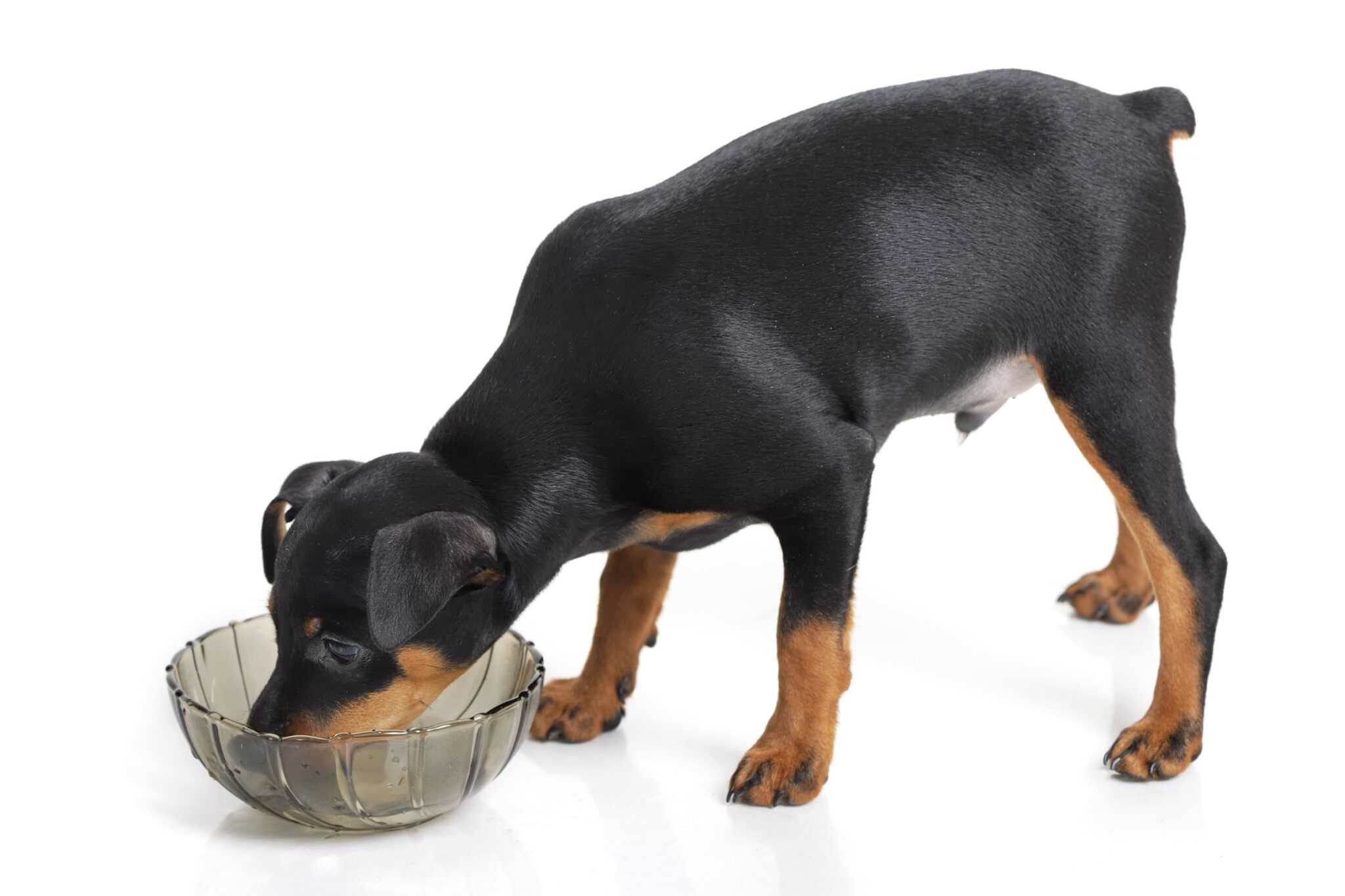 How Much to Feed a Miniature Pinscher: A Complete Guide