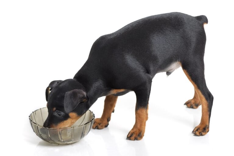How Much to Feed a Miniature Pinscher: A Complete Guide