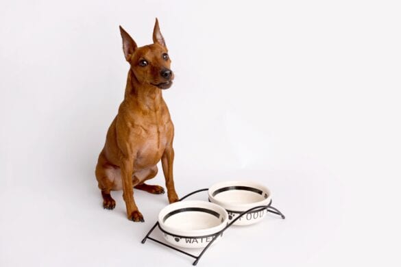 How Much to Feed a Doberman (Feeding Chart & Guide)