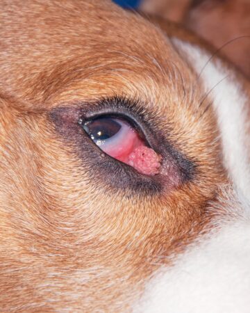 24 Pictures of Dog Tumors, Cancer Lumps, Cysts & Warts