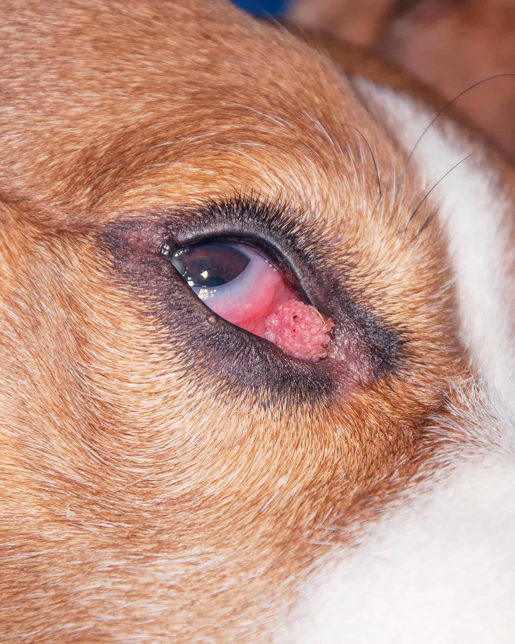 24 Pictures of Dog Tumors, Cancer Lumps, Cysts & Warts