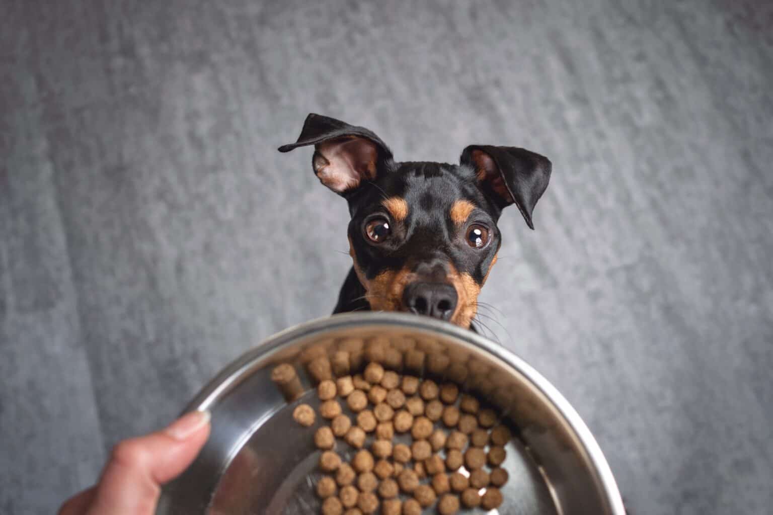 How Much to Feed a Miniature Pinscher: A Complete Guide
