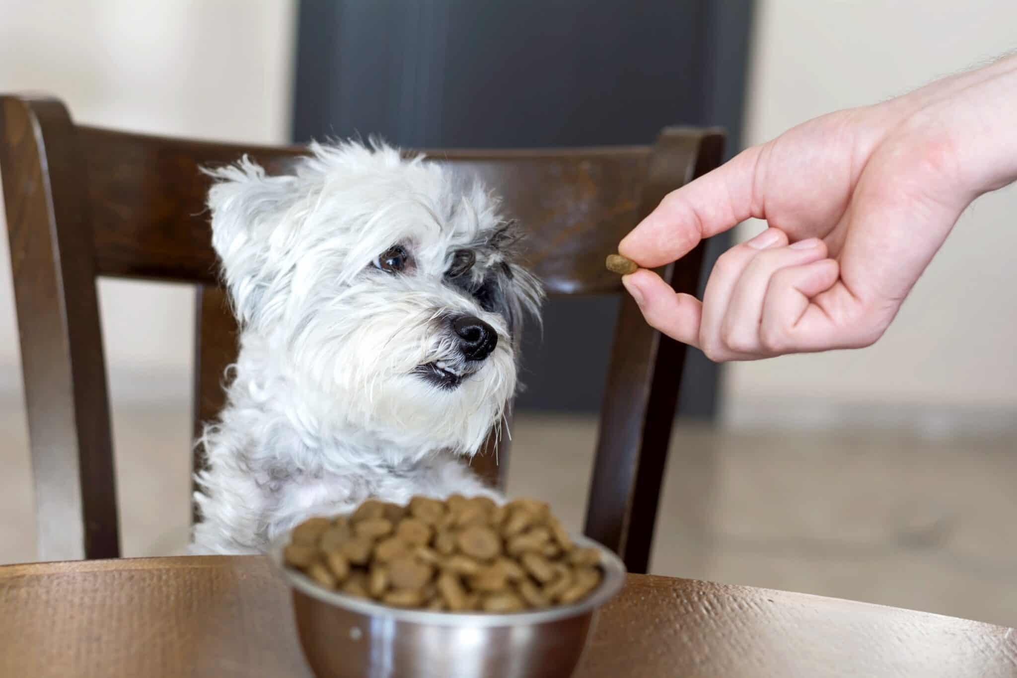 How Much to Feed a Havanese (Feeding Chart & Guide)