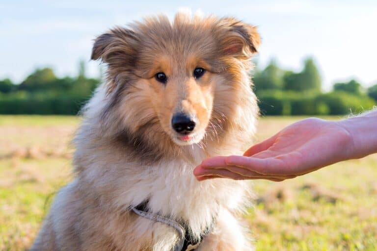 How Much to Feed a Collie (Rough & Smooth Collies)
