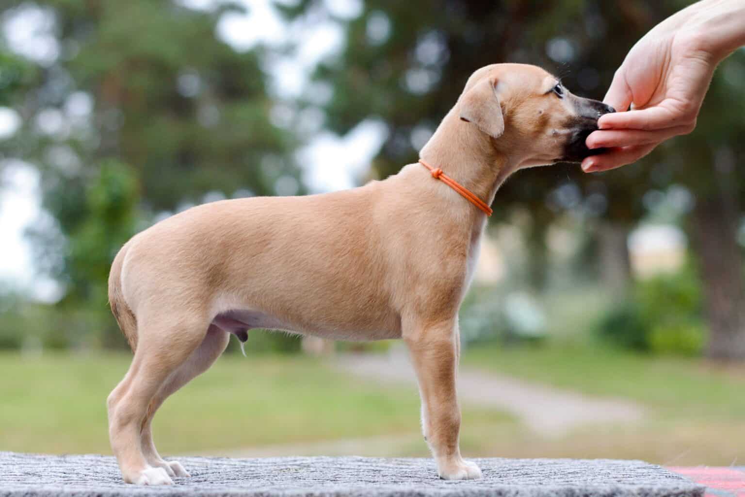 How Much to Feed a Whippet (Feeding Chart & Guide)