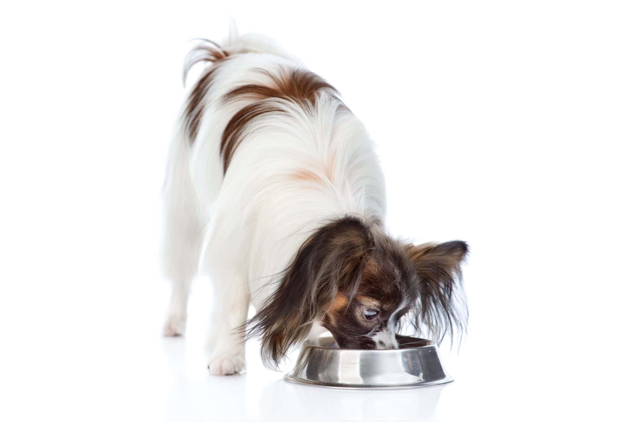 How Much to Feed a Papillon (Feeding Chart & Guide)