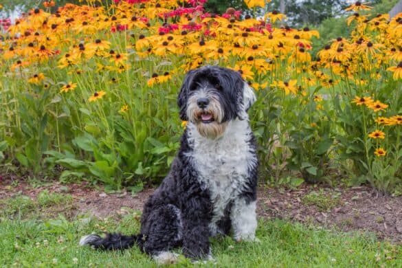 How Much to Feed a Cockapoo (Feeding Chart & Guide)