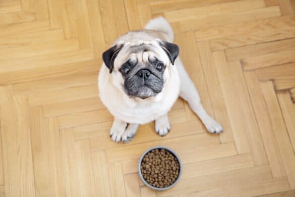How Much to Feed a Pug (Feeding Chart & Guide)