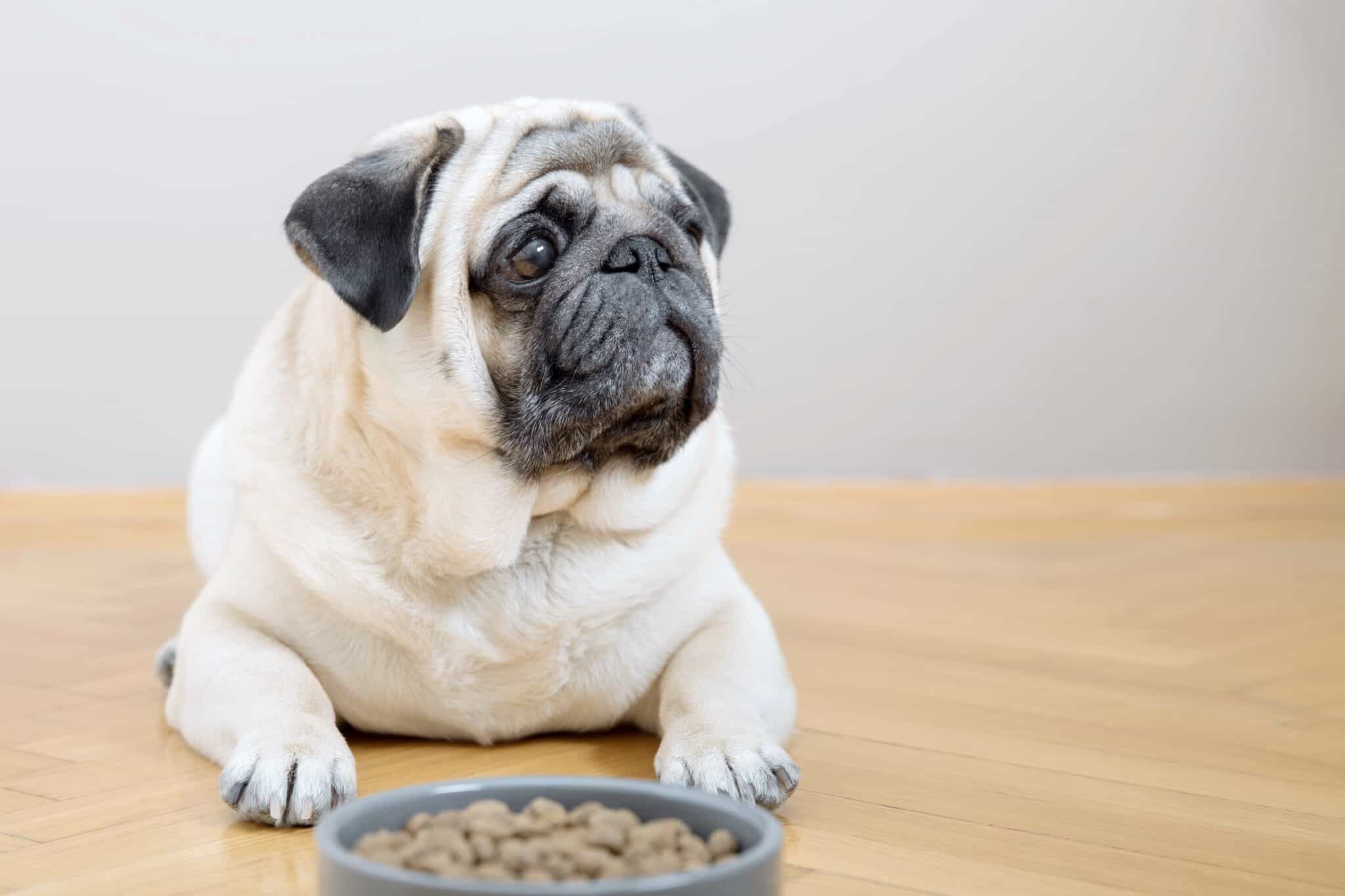 How Much to Feed a Pug (Feeding Chart & Guide)