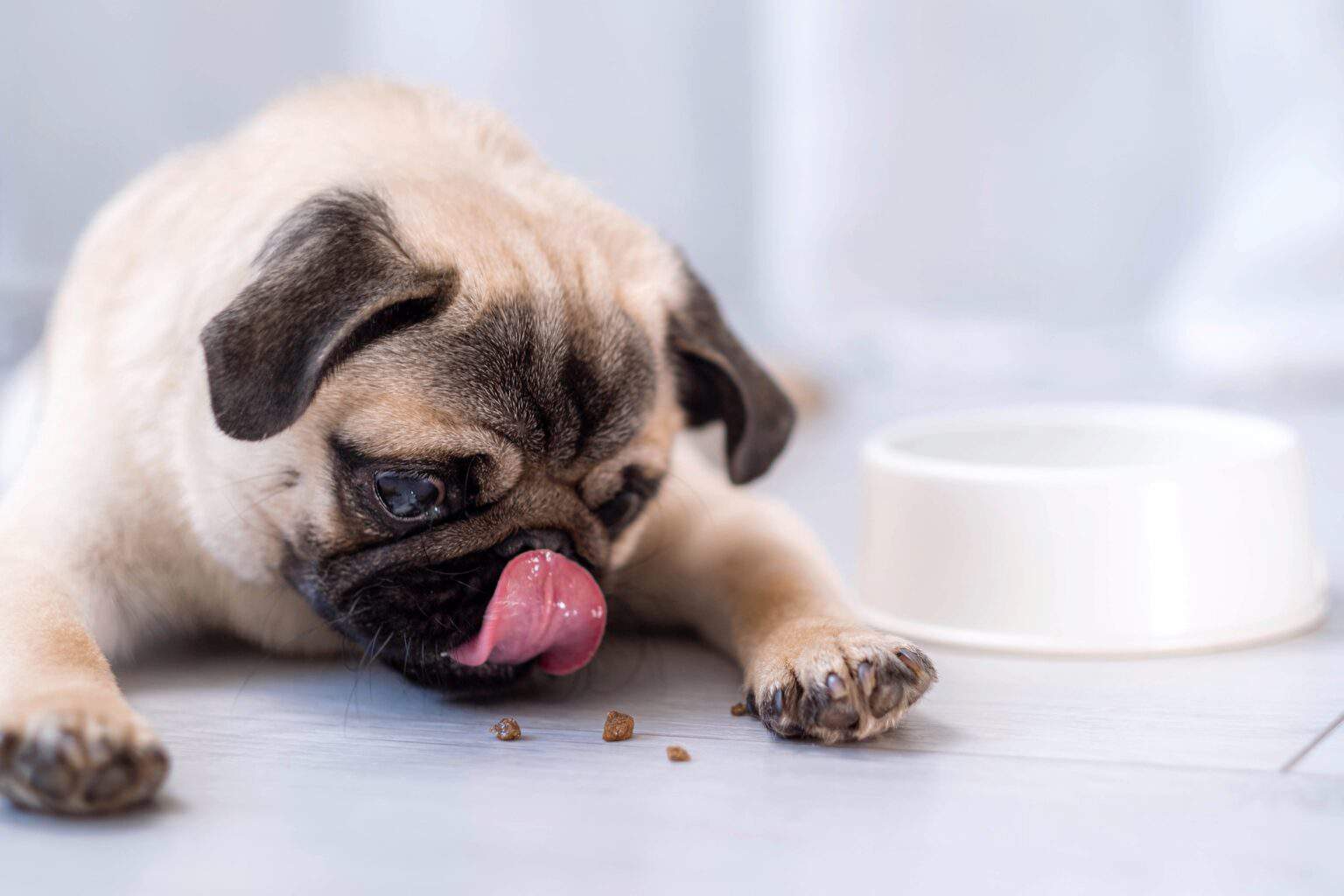 How Much to Feed a Pug (Feeding Chart & Guide)