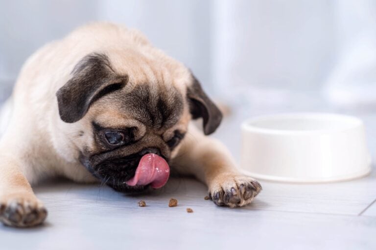 How Much to Feed a Pug (Feeding Chart & Guide)