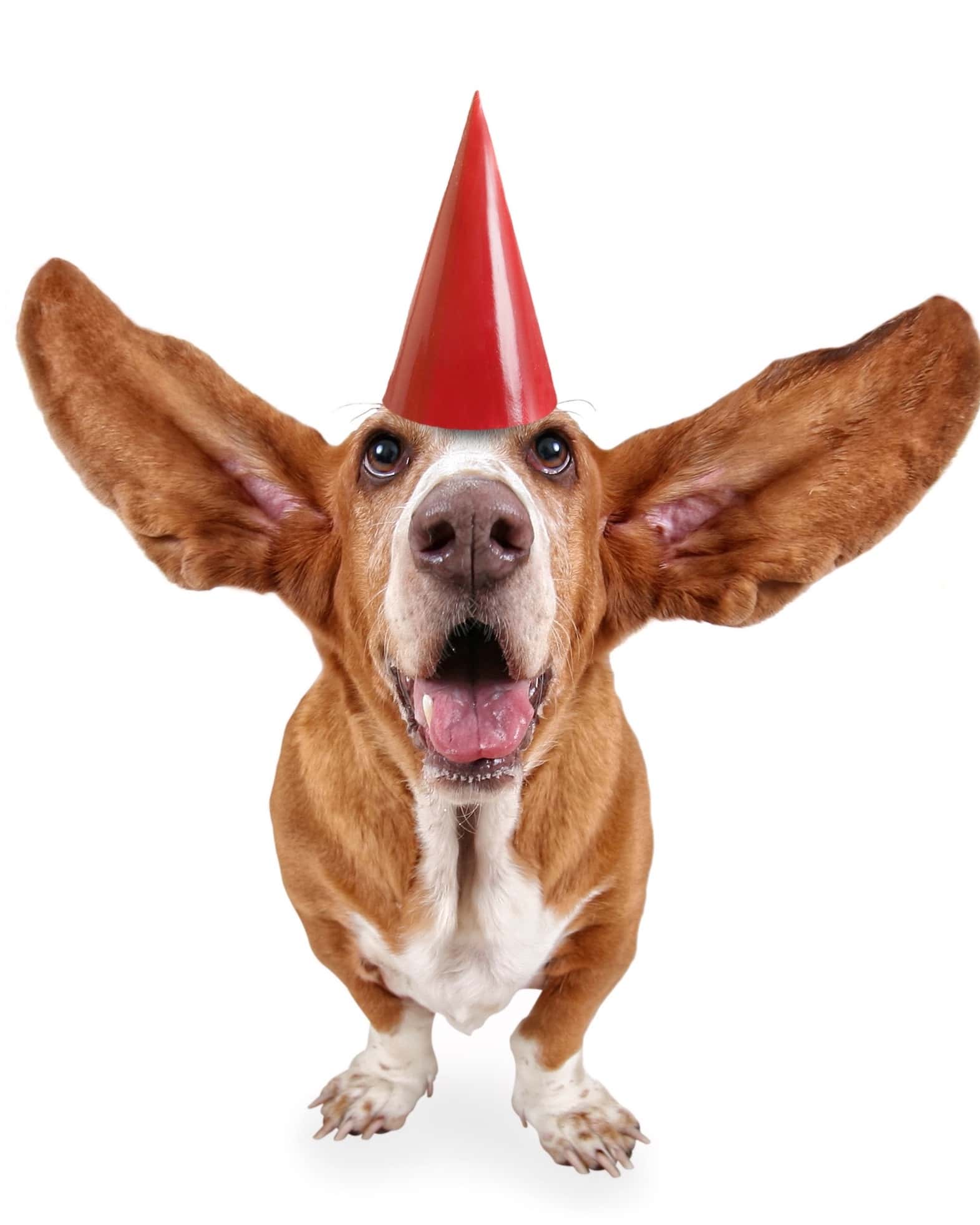 25 Basset Hound Colors & Markings (With Pictures)