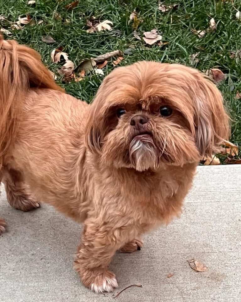 20 Shih Tzu Colors and Markings Explained