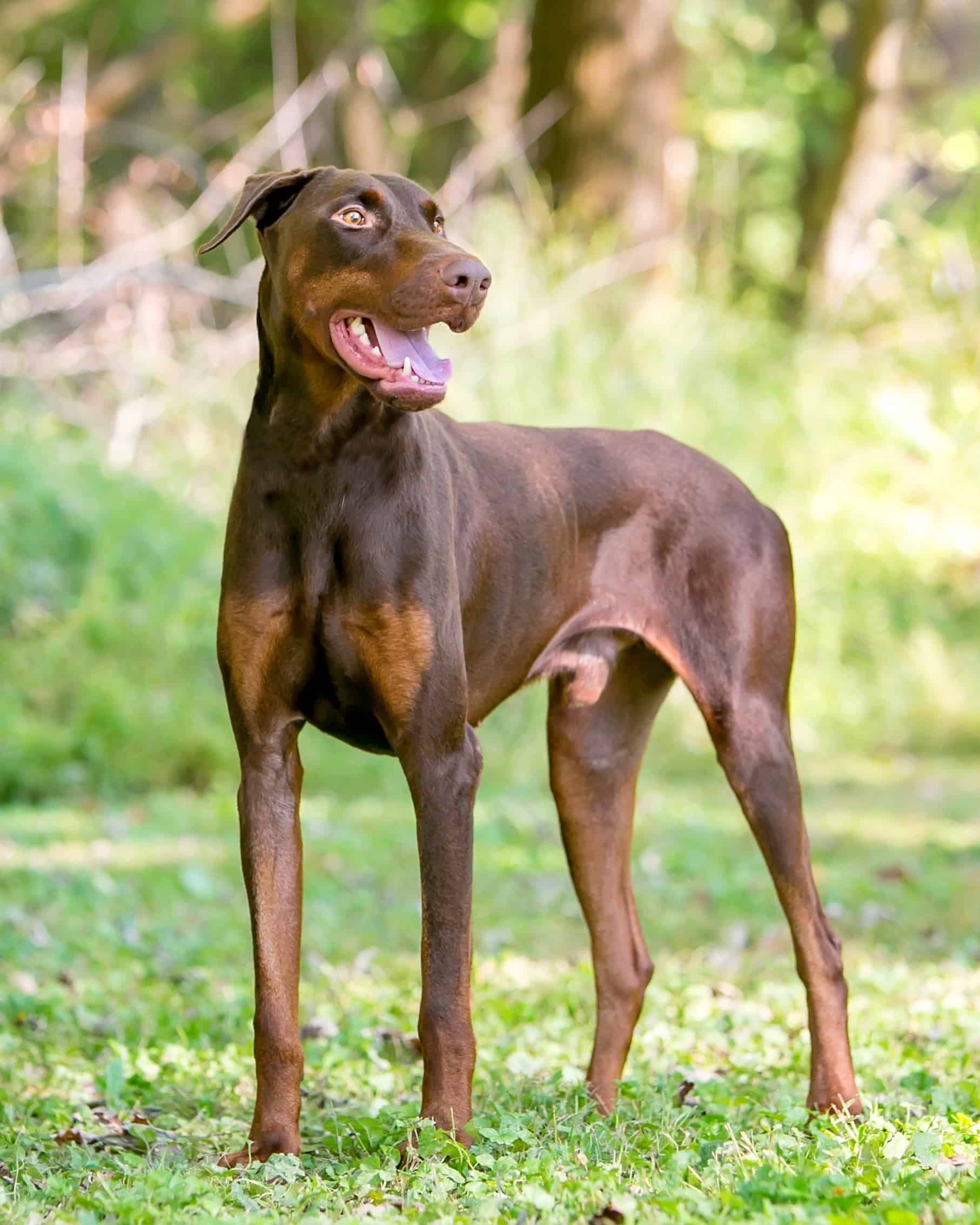 American vs. European Doberman: A Complete Guide