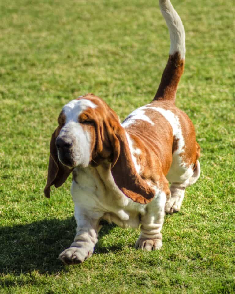 25 Basset Hound Colors & Markings (With Pictures)