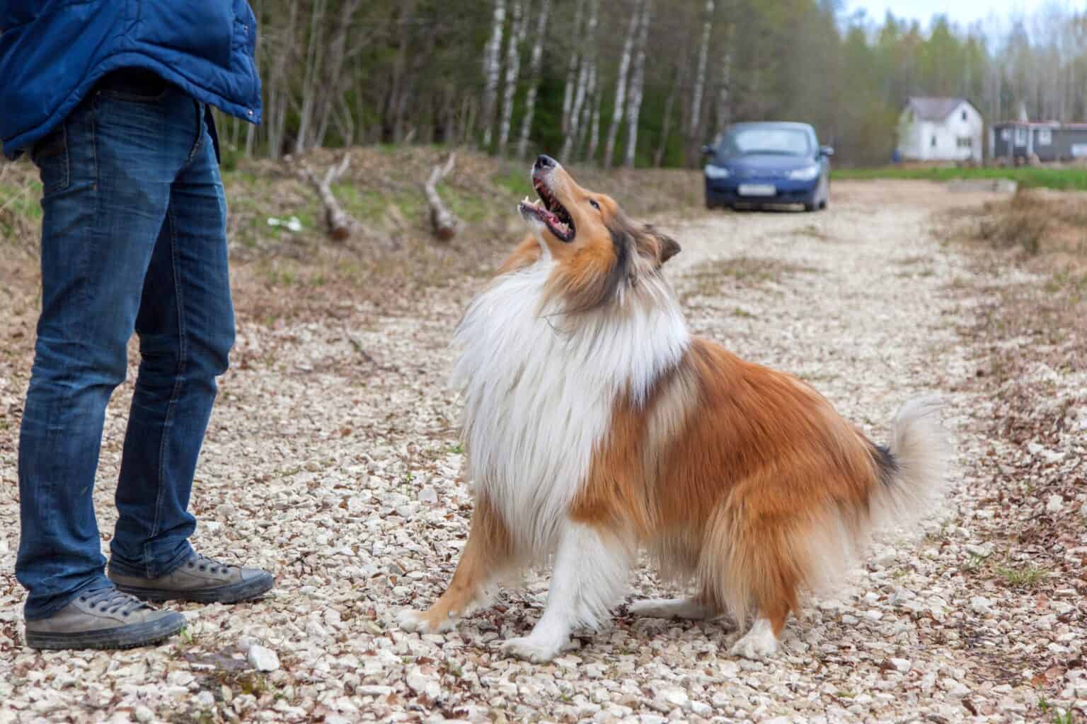 How Much to Feed a Collie (Rough & Smooth Collies)
