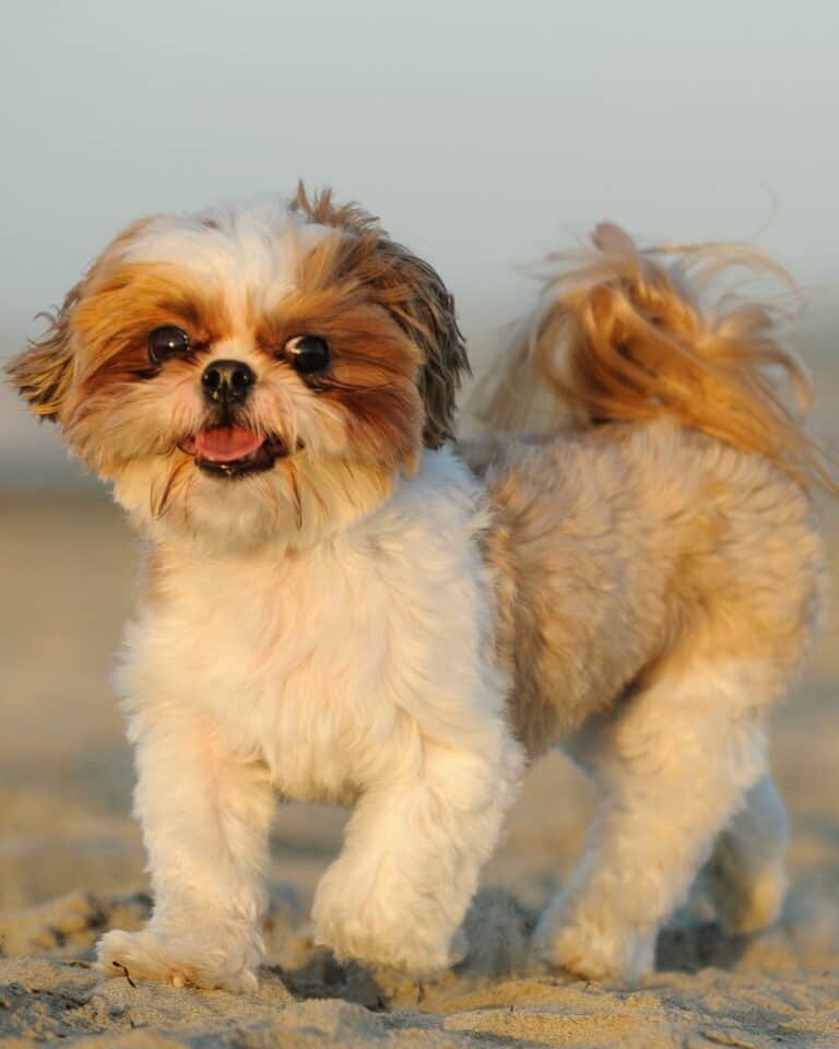 20 Shih Tzu Colors and Markings Explained