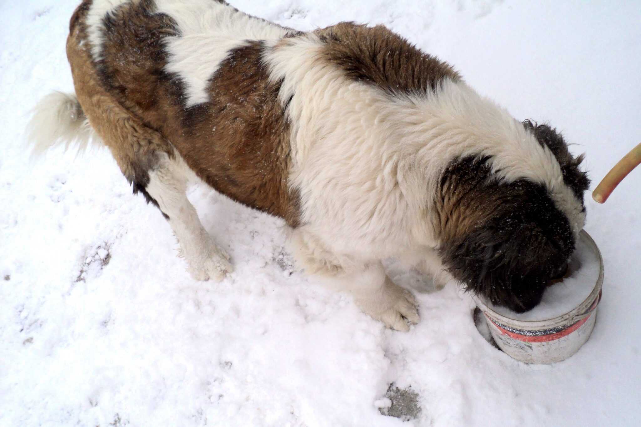 How Much to Feed a Saint Bernard (Feeding Chart & Guide)